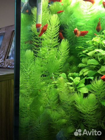 Роголистник