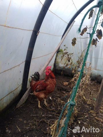 Петухи обмен или продажа