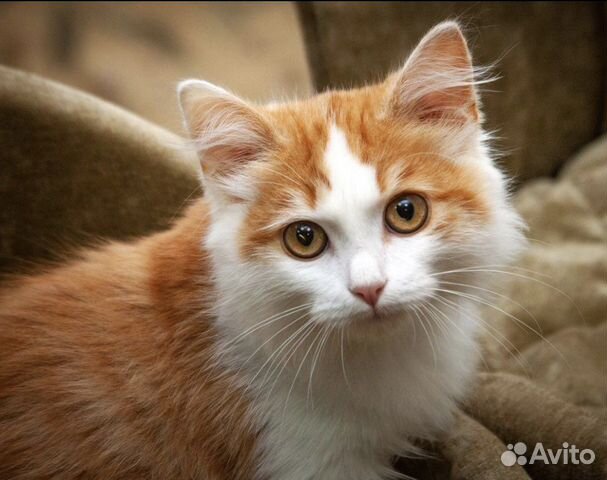 Великолепные рыжие котята 4,5 месяца в добрые руки