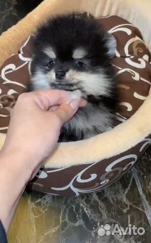 Шпиц мишка