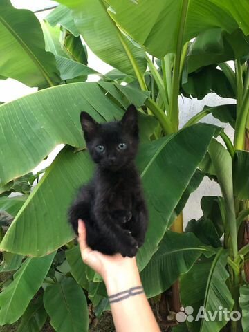 Котенок Хаку ищет дом