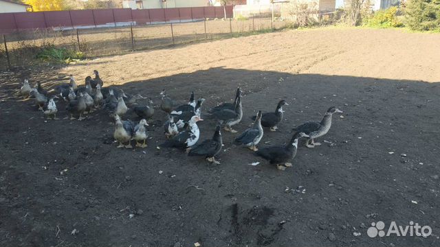 Индо-утка домашняя