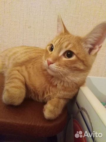 Кошка