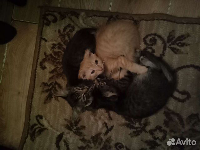 Отдам котят.котятя, кошка, кот