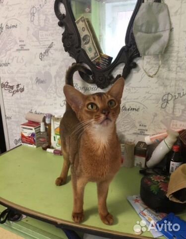 Абиссинская