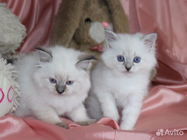 Невская маскарадная