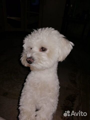 Мальтезе вязка