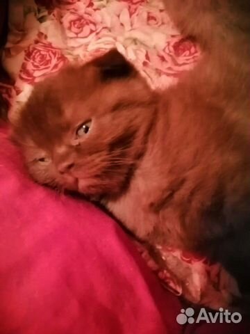 Котята шатландской породы