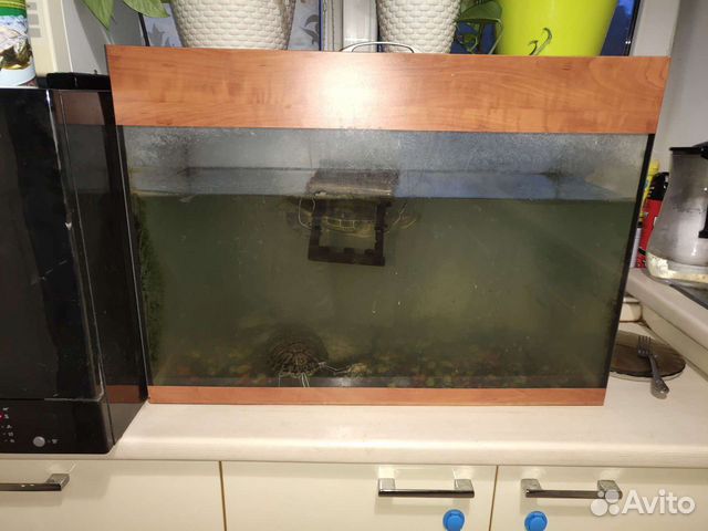 Черепахи с аквариумом