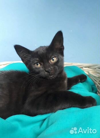 Черная Чернушка ищет дом