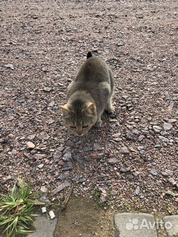 Брошена молодая кошка, ищет дом
