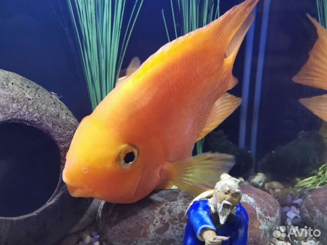 Рыбы попугай, пчёлка, клоун, есть ещё 2 сома