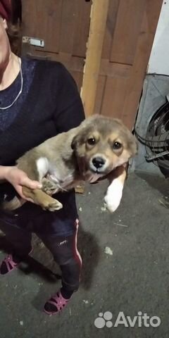 Щенки в хорошие руки