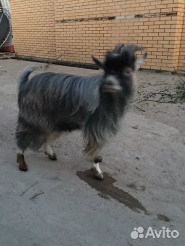 С х животные