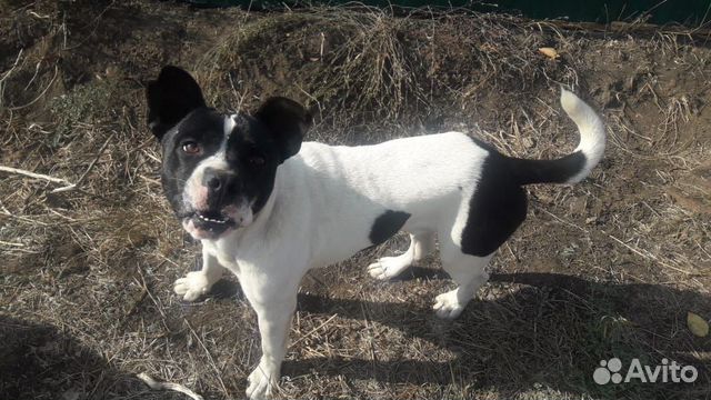 Метис боксера