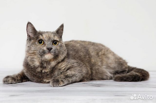 Плюшевая кошечка Микелла, 1 год