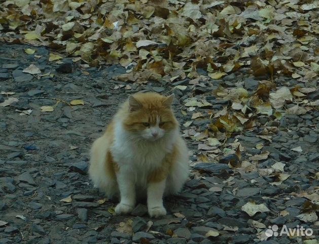 Красавец-кот, брошенный хозяевами, один на улице