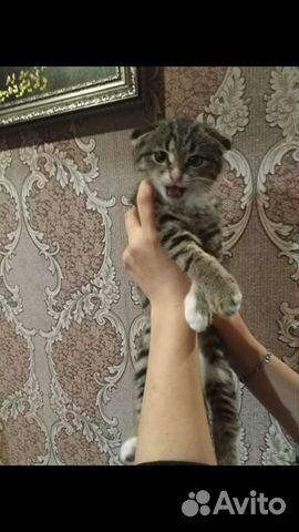 Шотландский котонек вислоухий