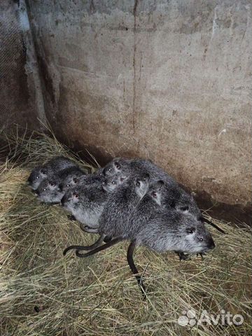 Нутрии серебро самцы