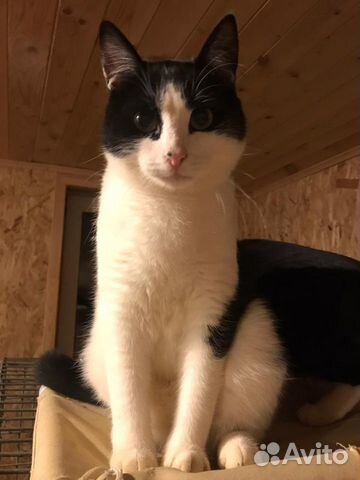 Котик Бэтмен