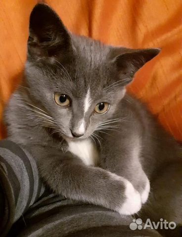 Хорошенький котёнок в дар. Девочка Раша