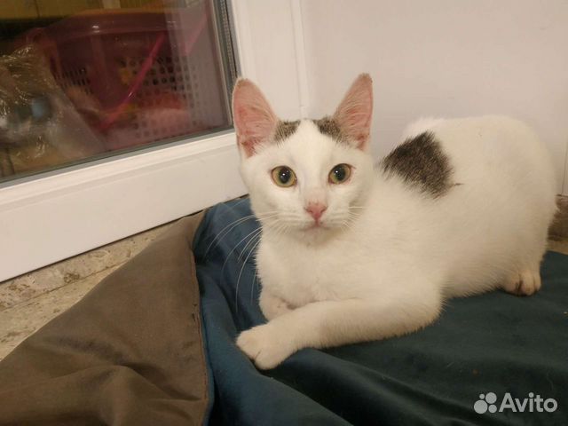 Котенок Катя, 4 месяца