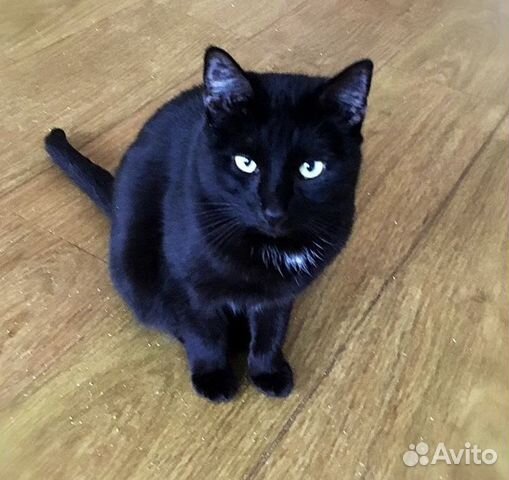 Кошка Ночка ищет дом