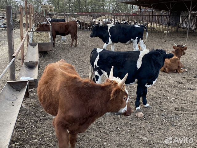 Быки бычки крс, полтора годовалые