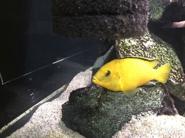 Малавийские цихлиды