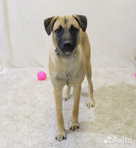 Поночка ищет дом