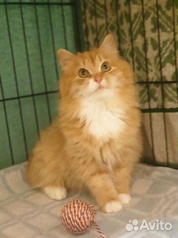 Пушистое рыжее Счастье