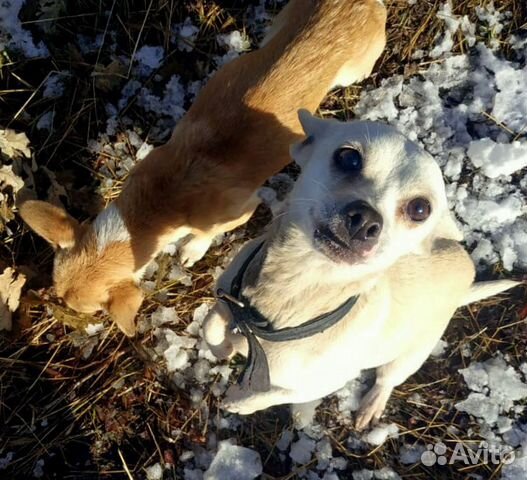 Крошечные малышки собачки ищут теплый дом