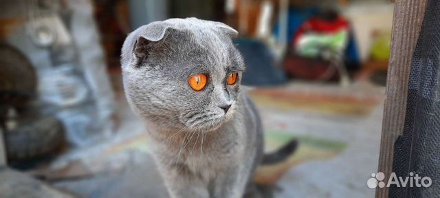 Кошка ищет дом и ответственных хозяев