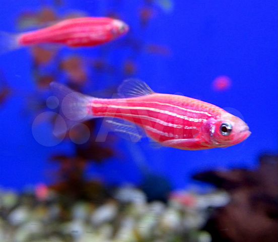 Данио синие и розовые отдам бесплатно