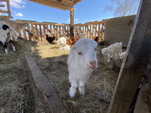 Козлики ламанча чистопородные