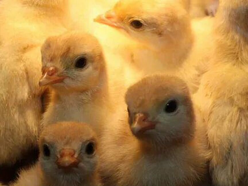 Индюшата Биг 6