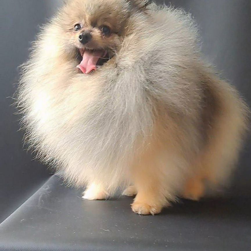 Малый немецкий шпиц