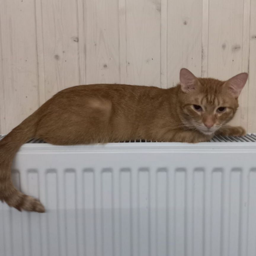 Рыжик 1.5 года