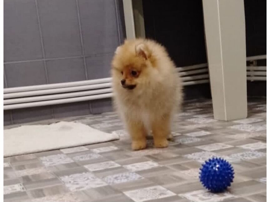 Померанский шпиц