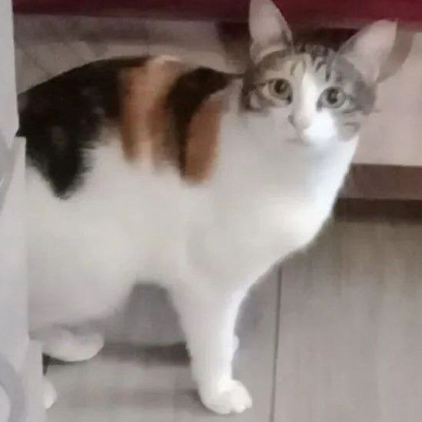 Взрослая, кошка в добрые руки