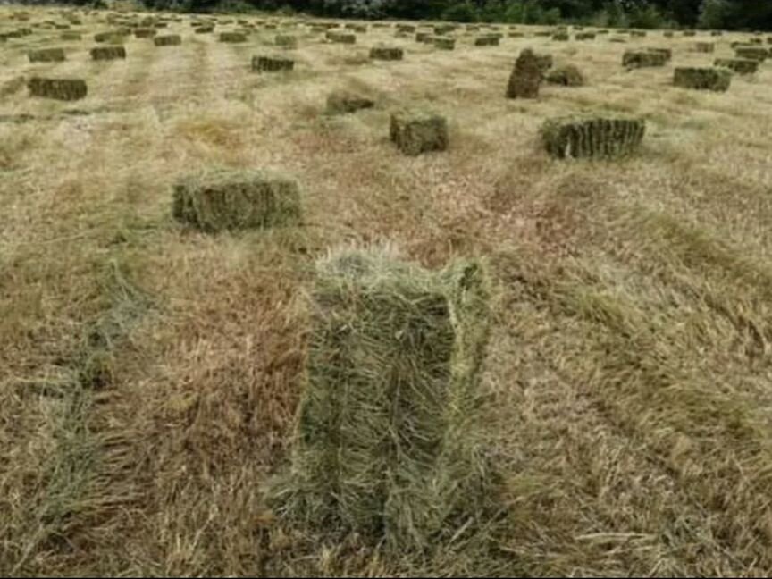 Сено в тюках и рулонах