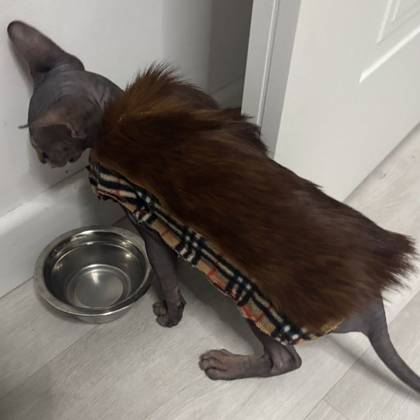 Одежда для котят