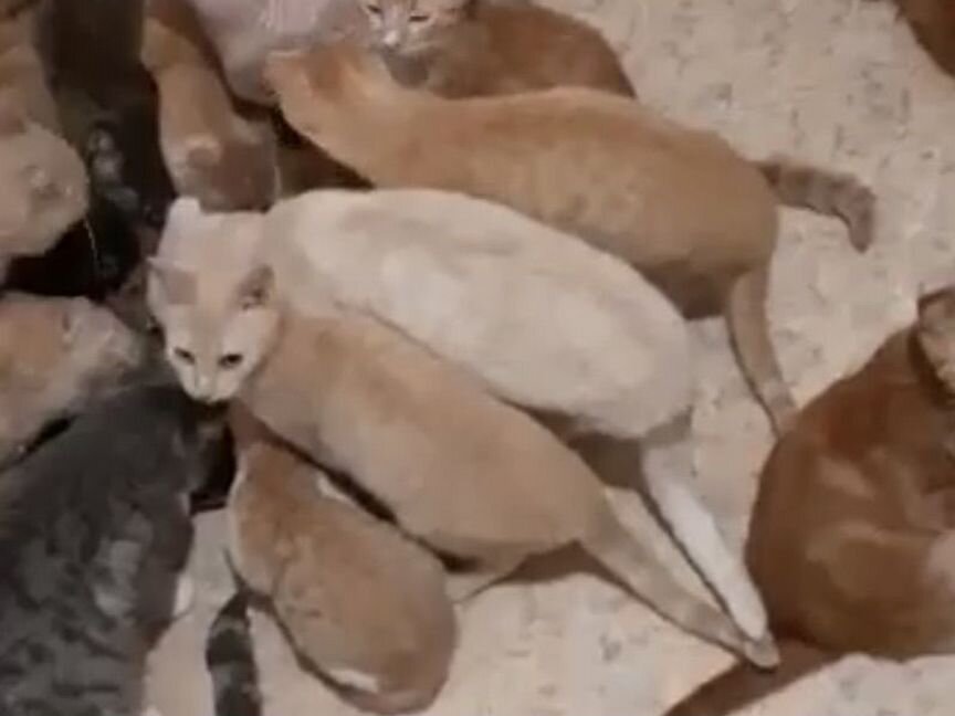 Корм в приют