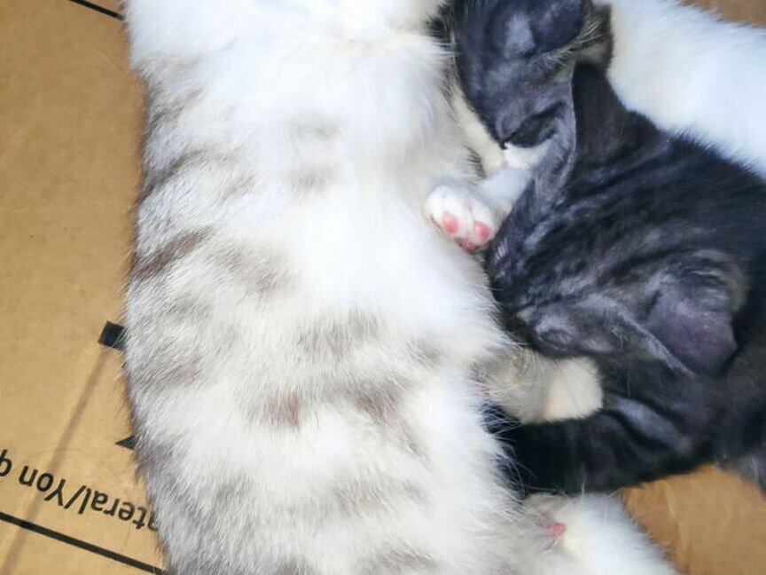 Котята в добрые руки