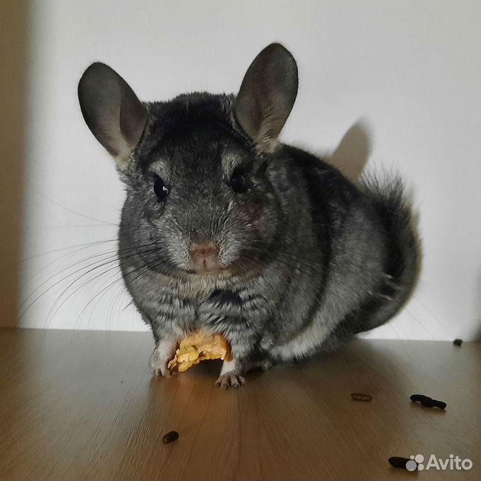 Шиншилла самец
