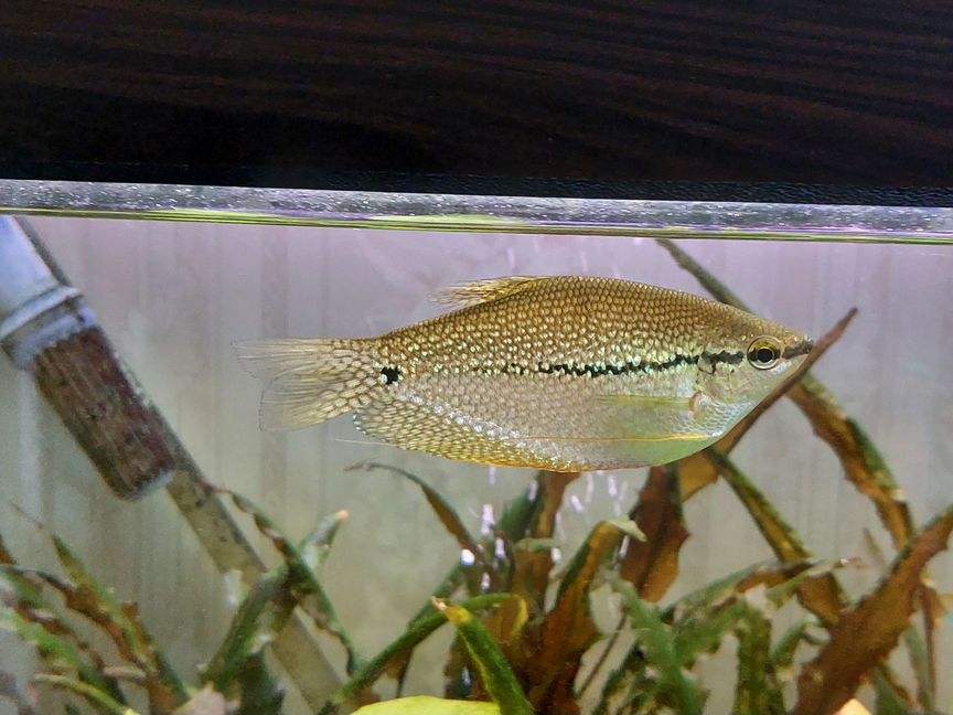 Гурами, барбус