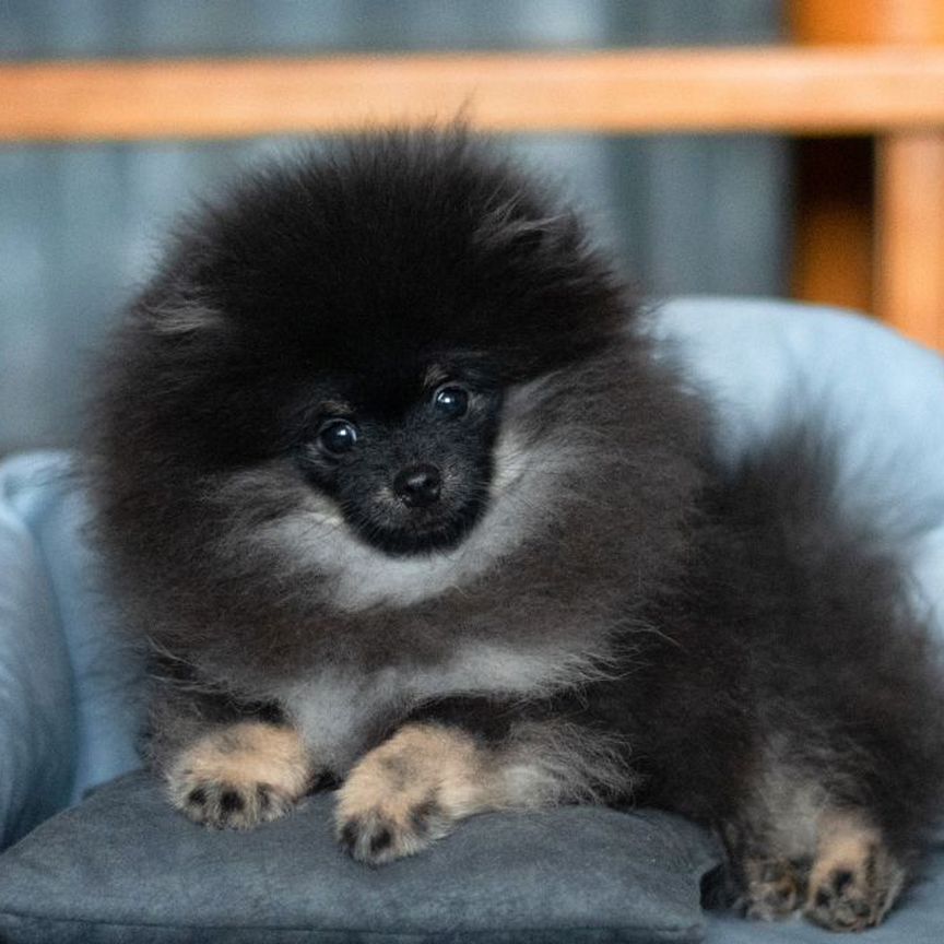 Шпиц мальчишка