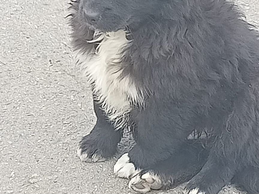 Собака дворняга