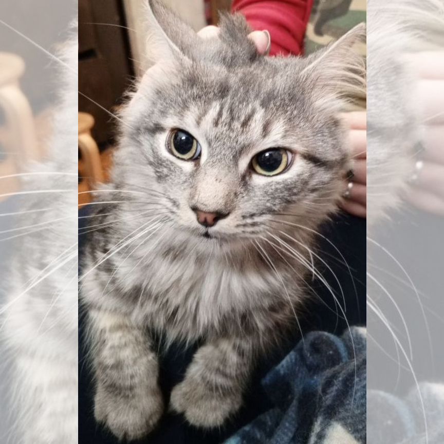 Сибирская кошка, взрослая