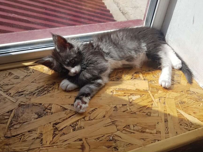 Котёнок мальчик Мэйн-кун
